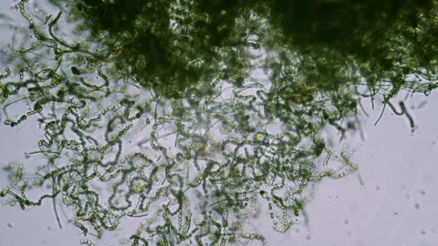 Algae Microscope Stock Videos Royalty Free Hd 4k Videos Pond5