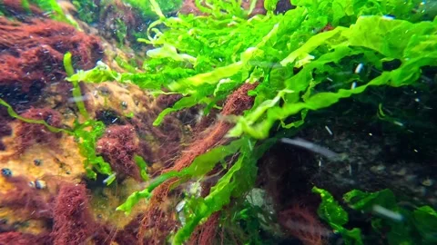 Green The Ne Stock Videos – Royalty-Free HD & 4K Videos