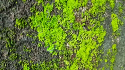 Green algae on moisture wall in rainy se... | Stock Video | Pond5