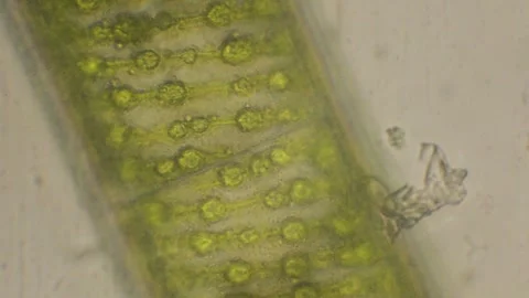 green algae under the microscope, chloro... | Stock Video | Pond5
