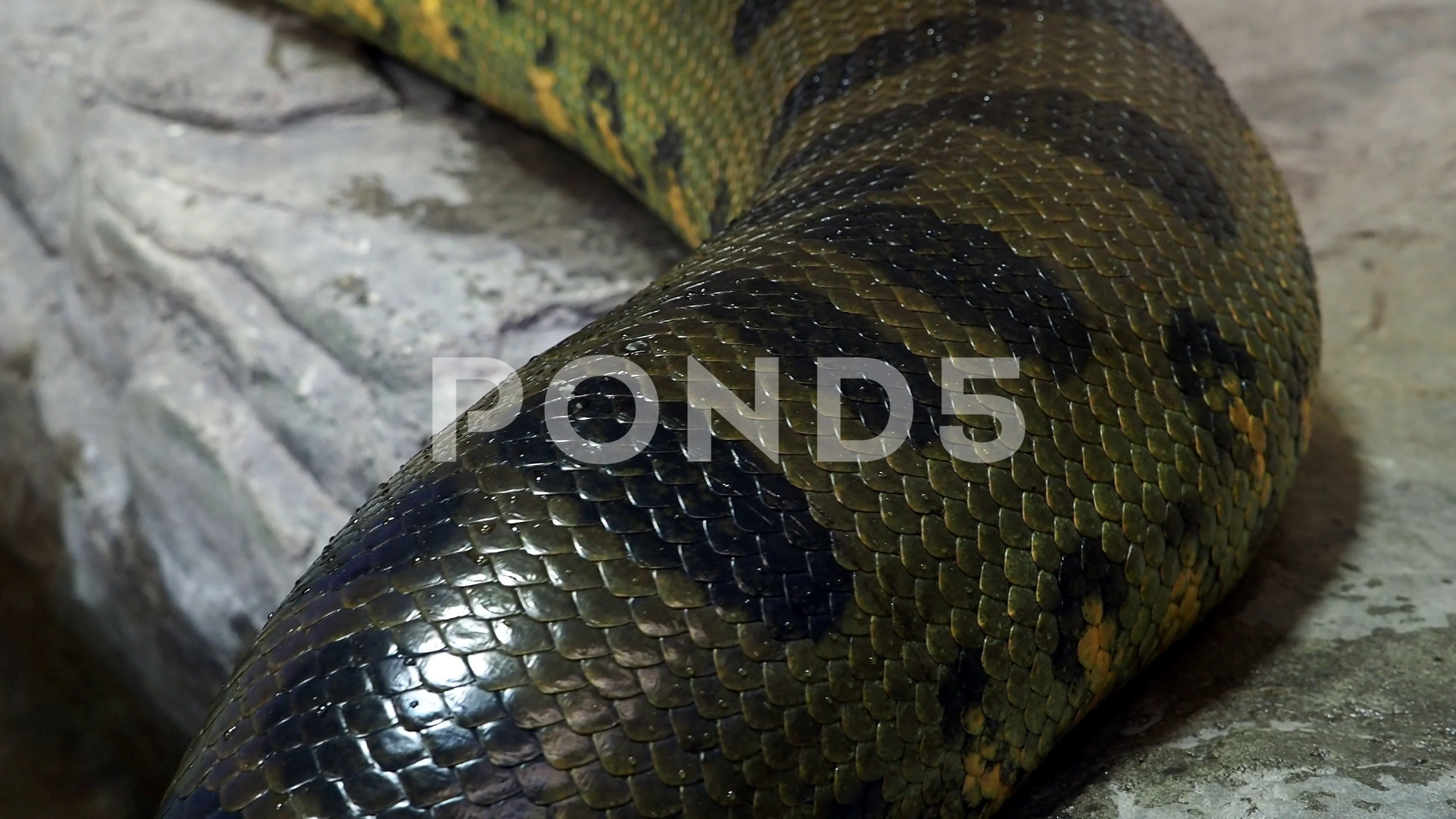 Giant Green Anaconda Head