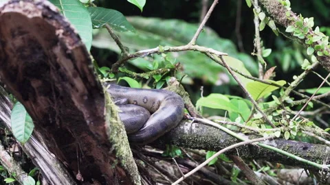 green anaconda, Eunectes murinus, giant ... | Stock Video | Pond5