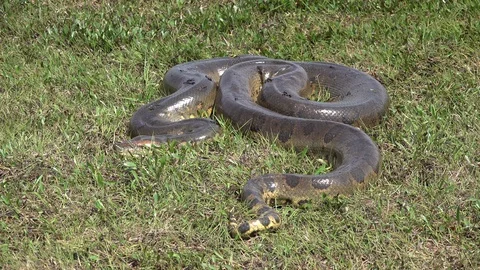Green Anaconda Stock Video Footage | Royalty Free Green Anaconda Videos ...