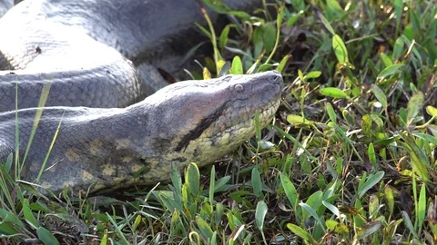 Green Anaconda Stock Video Footage | Royalty Free Green Anaconda Videos ...