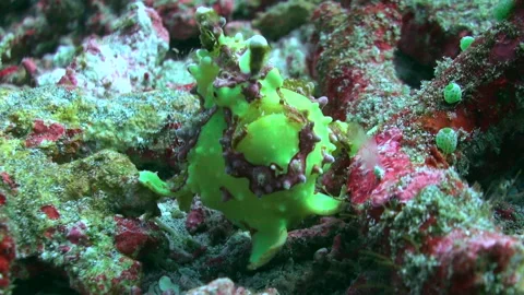 Anglerfish Stock Videos – Royalty-Free HD & 4K Videos