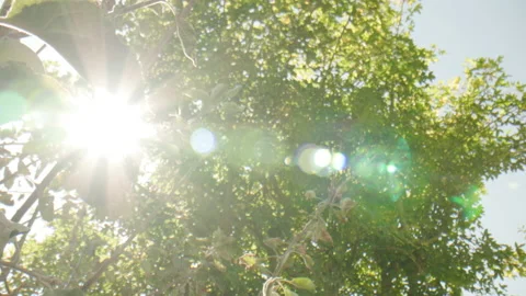 Green apple on tree low angle shot with ... | Stock Video | Pond5
