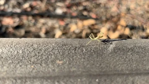 Green Baby Praying Mantis Bug Looks At C... | Stock Video | Pond5