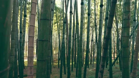 Green bamboo forest background. Tall bam... | Stock Video | Pond5