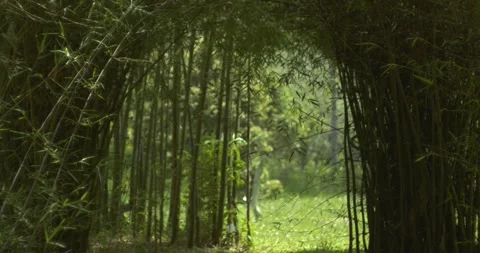 Green bamboo forest in a botanical garde... | Stock Video | Pond5