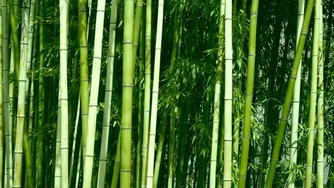 Bamboo Wind Stock Footage ~ Royalty Free Stock Videos | Pond5