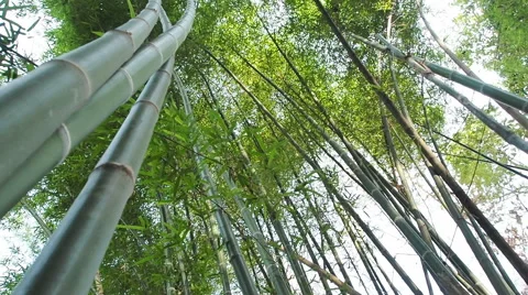 Bamboo Wind Stock Footage ~ Royalty Free Stock Videos | Pond5