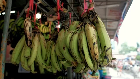 Banana Bunches Stock Videos – Royalty-Free HD & 4K Videos