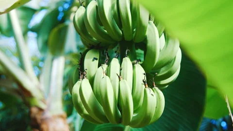Banana Bunches Stock Videos – Royalty-Free HD & 4K Videos