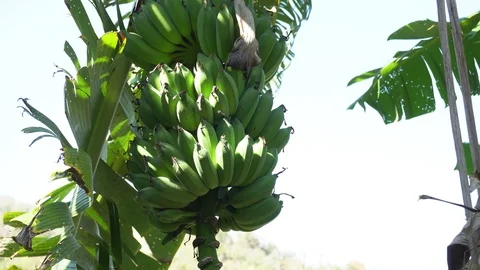 Banana Insect Video Stock Videos – Royalty-Free HD & 4K Videos