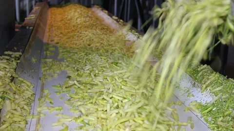 Green beans processing in food industry | Stock Video | Pond5