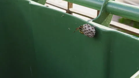 Green bin outdoors with a wasps nest att... | Stock Video | Pond5