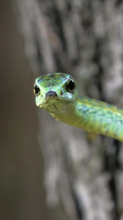 Green Boomslang snake in Africa's wilder... | Stock Video | Pond5