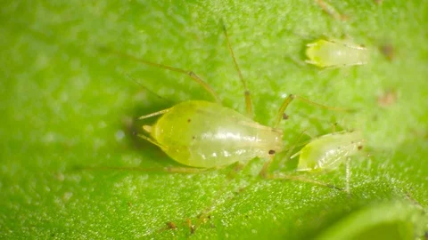 Green Camouflage Fly Larvae Aphids Insec... | Stock Video | Pond5