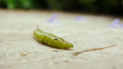 Caterpillar Creeping Motion Stock Videos – Royalty-Free HD & 4K Videos