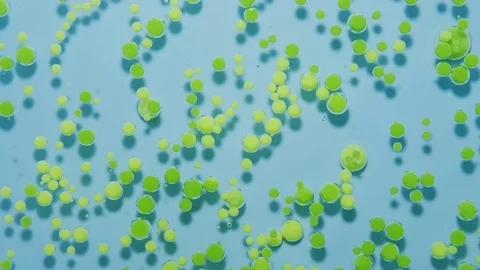 Bas Stock Videos – Royalty-Free HD & 4K Videos