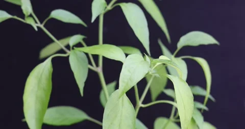 Chilli Black Background Stock Videos – Royalty-Free HD & 4K Videos