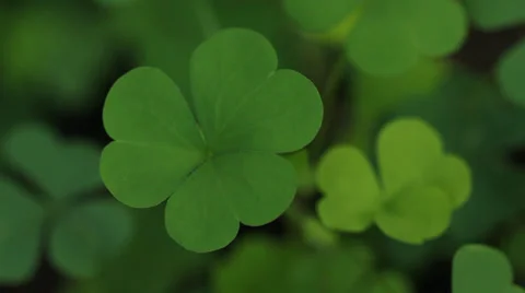 Green clover. | Stock Video | Pond5