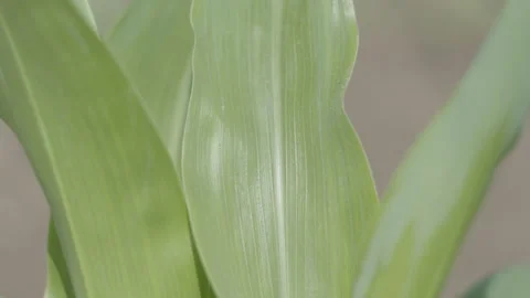 Corn Leaf Texture Stock Footage ~ Royalty Free Stock Videos | Pond5