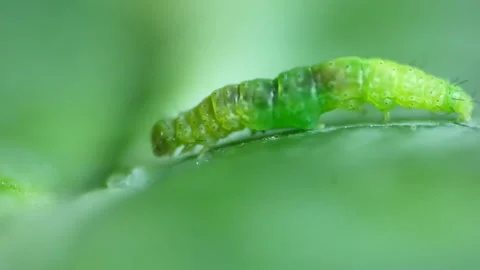 Green Diamondback Moth crawling on blur ... | Stock Video | Pond5