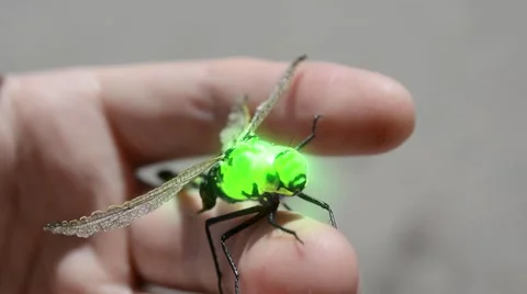 Green Dragonfly robot drone robotic glow... | Stock Video | Pond5