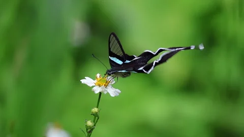 Green Swallowtail Butterfly Stock Videos – Royalty-Free HD & 4K Videos