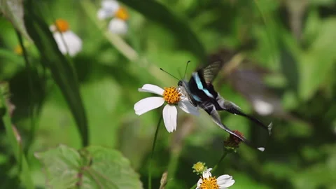 Green Swallowtail Butterfly Stock Videos – Royalty-Free HD & 4K Videos