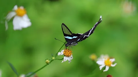 Green Swallowtail Butterfly Stock Videos – Royalty-Free HD & 4K Videos