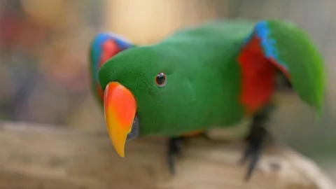 Eclectus Parrot Stock Videos – Royalty-Free HD & 4K Videos