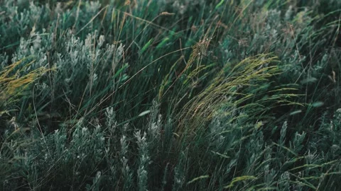 Green field grass rustle in the wind, be... | Stock Video | Pond5