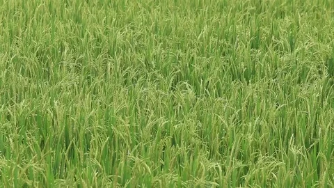 Green field with rice stalks swaying in ... | Stock Video | Pond5