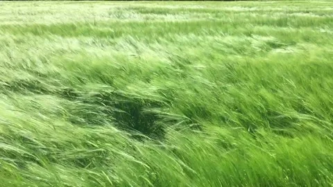 Windy Field Stock Footage ~ Royalty Free Stock Videos | Pond5