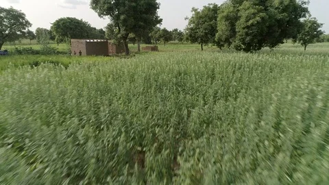 Green fields of sesame crop on a farm in... | Stock Video | Pond5
