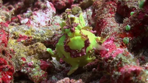 Green fish angler anglerfish hunt in cor... | Stock Video | Pond5