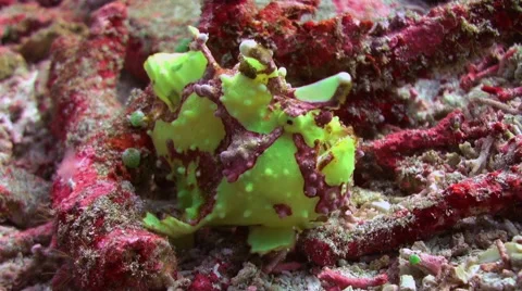 Green fish angler anglerfish hunt in cor... | Stock Video | Pond5