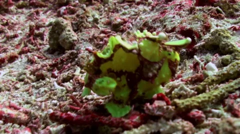 Green fish angler anglerfish hunt in cor... | Stock Video | Pond5