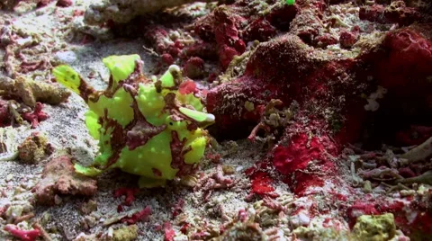 Green fish angler anglerfish hunt in cor... | Stock Video | Pond5