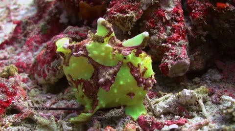 Green fish angler anglerfish hunt in cor... | Stock Video | Pond5