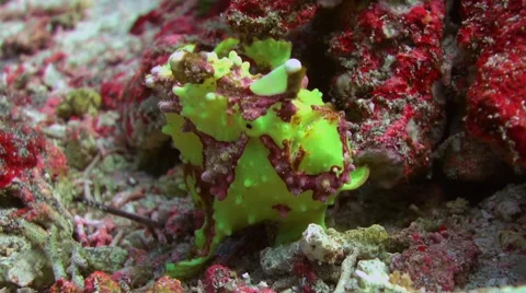 Green fish angler anglerfish hunt in cor... | Stock Video | Pond5