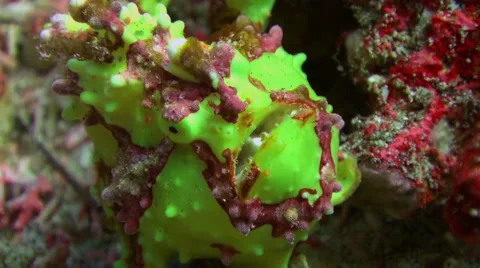 Green fish angler anglerfish hunt in cor... | Stock Video | Pond5