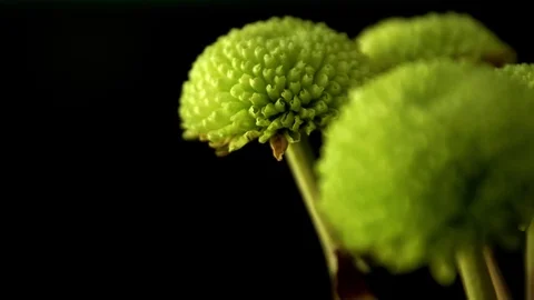 Stock Plants Flower Stock Videos – Royalty-Free HD & 4K Videos | Page 5