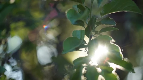 Soft Sparkling Leakee Stock Footage ~ Royalty Free Stock Videos | Pond5