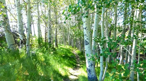 Green Forest Path, Aspen Trees | Stock Video | Pond5