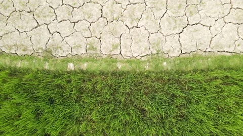 Green fresh healthy paddy seedlings by d... | Stock Video | Pond5