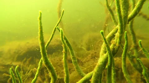 Freshwater Sponge Stock Video Footage | Royalty Free Freshwater Sponge ...