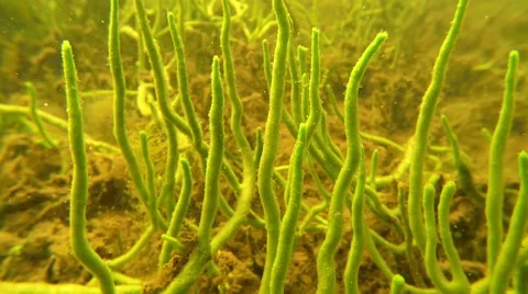 Freshwater Sponge Stock Video Footage | Royalty Free Freshwater Sponge ...